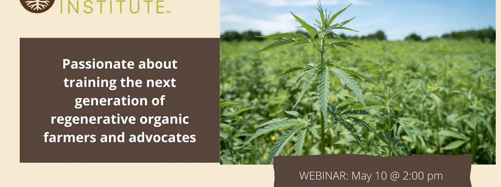 Growing Industrial Hemp as a Multipurpose Crop in Organic Cropping ...