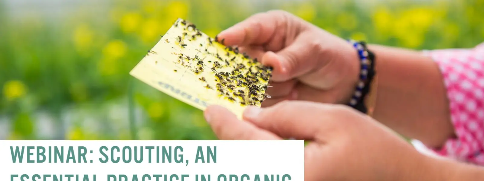 Scouting, An Essential Practice in Organic Pest Management | KnoWEwell