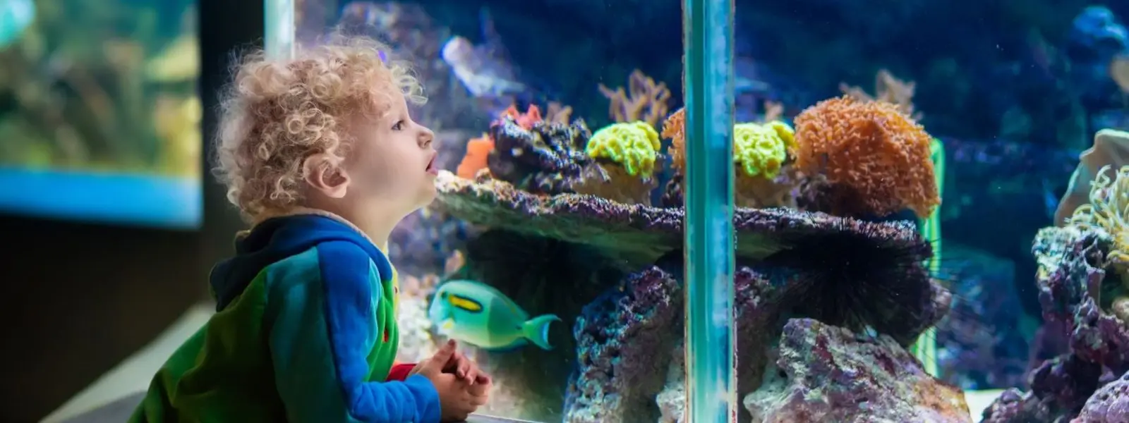 Watching Fish Swim: The Joys and Benefits of Aquariums | KnoWEwell